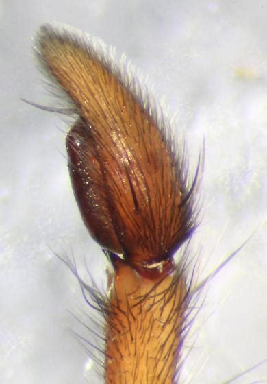 Drassodes Neglectus Bugguide Net