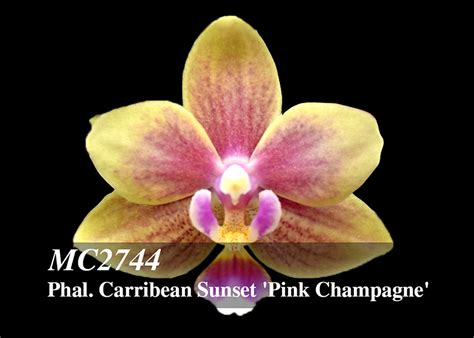 Phal Carribean Sunset Pink Champagne Cassandra X Mambo