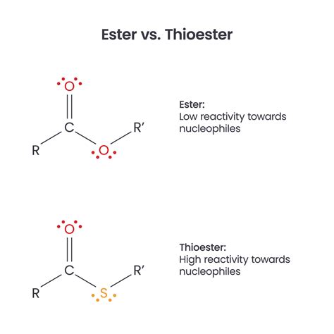 Ester Versus Thioester Biochemistry Functional Groups Vector Infographic 20561302 Vector Art At