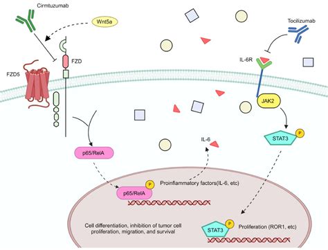 受体酪氨酸激酶样孤儿受体ror1综述