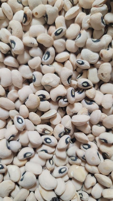Black Eye Peas Beansfrijol Carita Etsy Uk Black Eyed Peas Pea