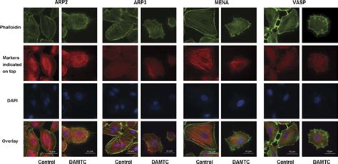 Double Staining With Phalloidin Green And Download Scientific