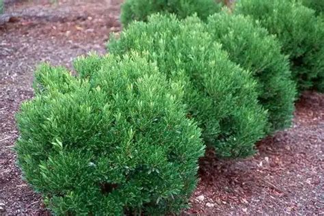 Compact Inkberry Ilex Glabra Compacta Bumbees