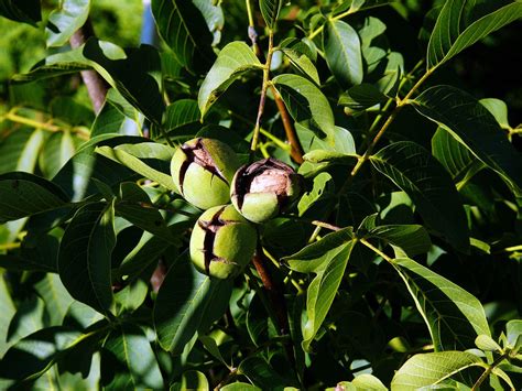 Fast Producing Nut Trees At Rocio Wilds Blog