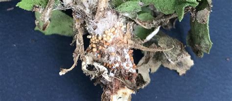 Sclerotium Crown And Root Rot Southern Blight Control Syngenta Au