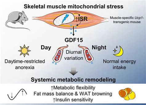 Muscle‐derived Gdf15 Drives Diurnal Anorexia And Systemic Metabolic