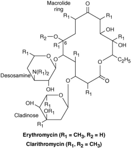 Erythromycin And Other Macrolides Pharmacology Ii Fall 2019