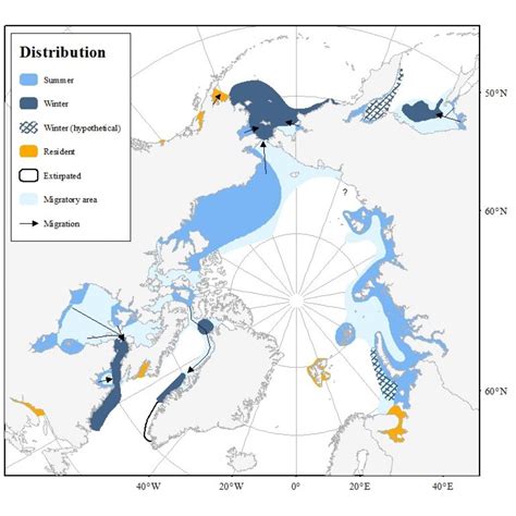 Beluga Whales Eating Habits