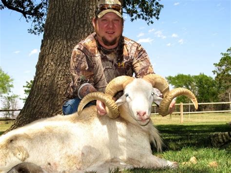 Montgomery Properties Ranch Texas Dall Sheep Photo Gallery