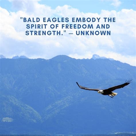 Discover 130 Inspiring Eagle Quotes To Uplift Your Spirit Sandjest Ts