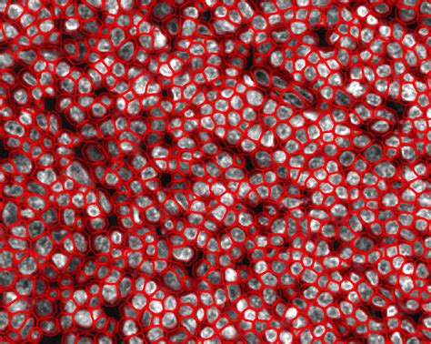 How The Cells `cell` And `membrane` Measurement Calculated For