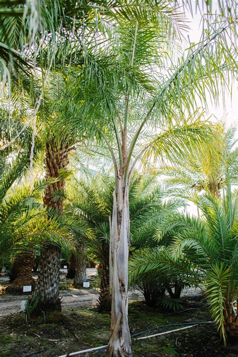 Queen Palm Liberty Landscape Supply