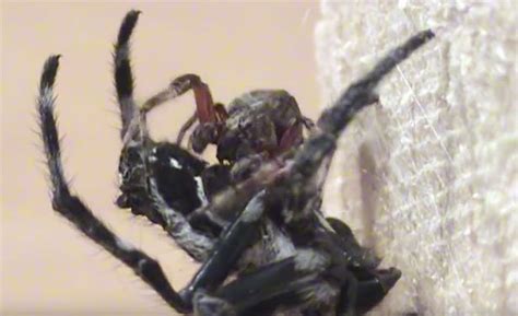 Spinnen Praktizieren Oral Sex Forscher Beobachten Erstmals