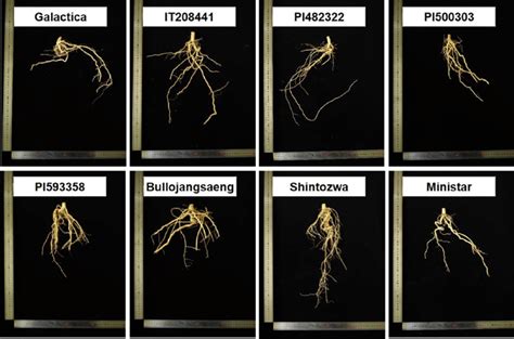 The Root Of Citrullus Rootstocks After Planting Download Scientific Diagram