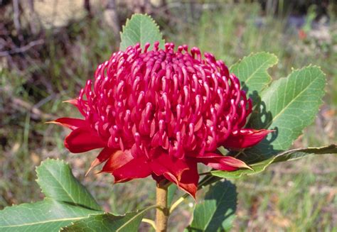 Waratah Australian Bush Flower Essences