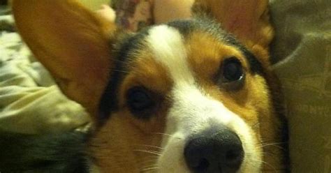 My Corgi Went Full Derp Imgur