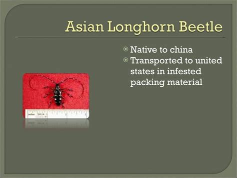Tree Pests Ppt