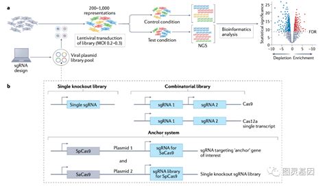 Nat Rev Crispr Cas筛选革新dna修复研究和癌症治疗 知乎