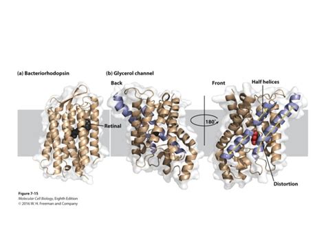 Chapter 7 Biomembrane Structure Chapter 7 Biomembrane Structure