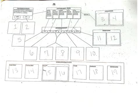 Endocrine Flow Chart Quiz