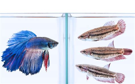 Difference Between Male And Female Fighter Fish