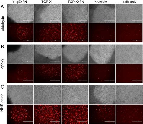 Development Of A Protein Microarray Based Diagnostic Chip Mimicking The Skin Prick Test For