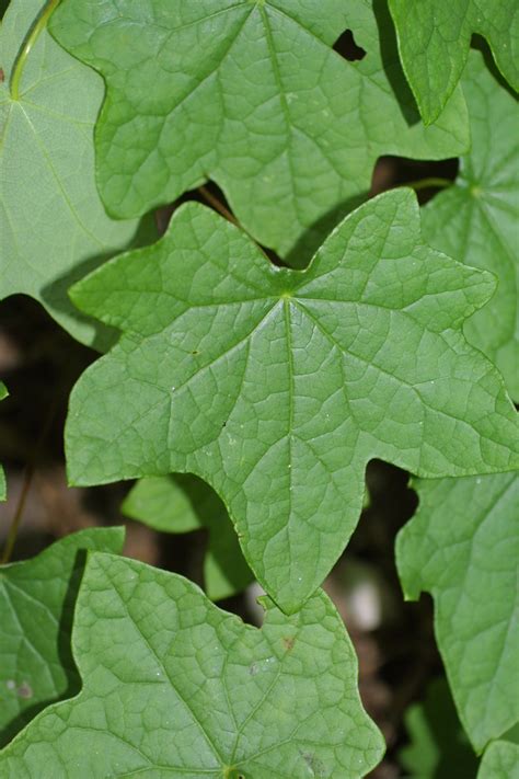 Menispermum Canadense Menispermaceae Leaf Whole Upper Surface