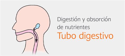 Digestión Y Absorción De Nutrientes Tubo Digestivo
