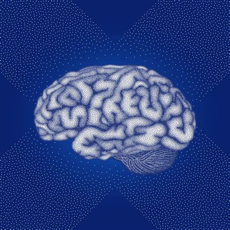 Human Brain Vector Side View Stock Vector Illustration Of Dotted
