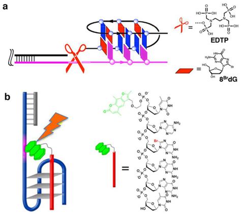 G Quadruplexes In Human Telomere Structures Properties And Applications