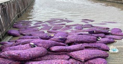 80 Sacks Of Dead Crawfish Found At Louisiana Boat Launch Where Nola