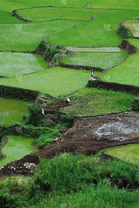 稻梯田垂直画幅伊富高省无人菲律宾巴拿威户外水稻梯田碧瑶市素材 花瓣网