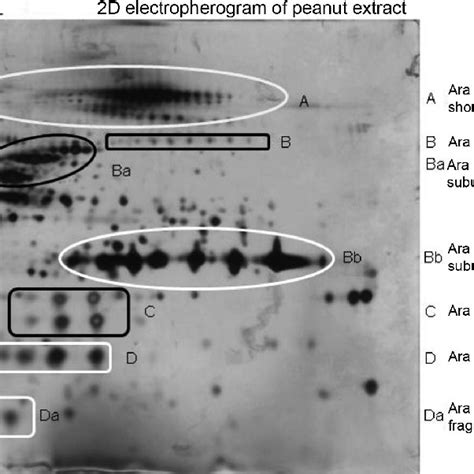Principal Structure Of 11s Proteins Like Ara H 3 And Ara H 4 With Download Scientific Diagram