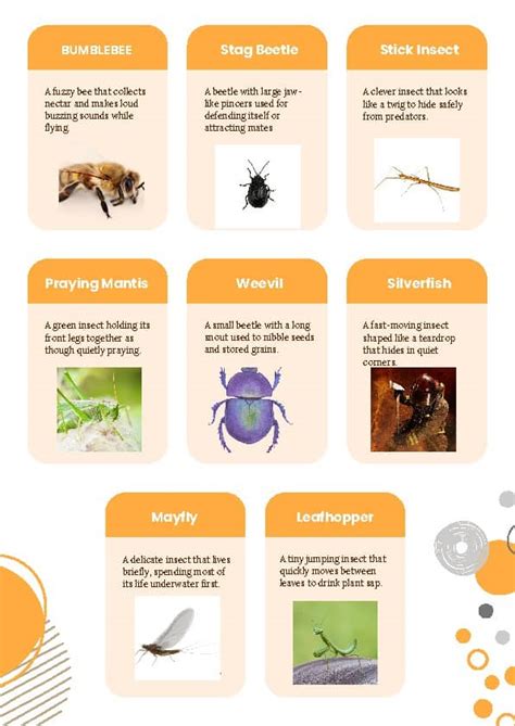 Insects Life Cycles Body Parts Habitats Flashcards By The English Spark