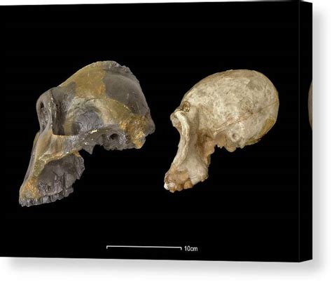 Australopithecus And Homo Habilis Skulls 1 Canvas Print Canvas Art