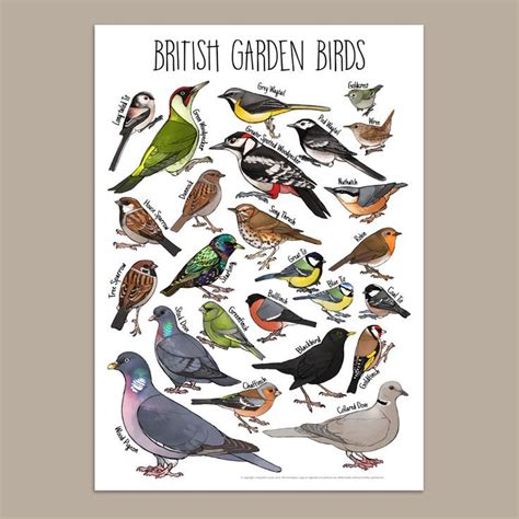 British Garden Birds Identification Chart British Birds