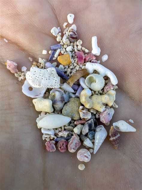 Beautiful Tiny Sea Shells And Coral Pieces Stock Image Image Of