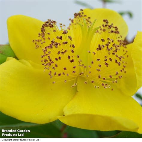 Hypericum X Moserianum Suttons