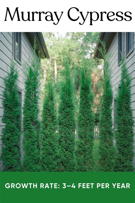 25 Fast Growing Trees For Privacy Landscaping Between Houses Diy Garden