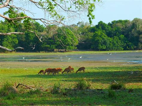 Wilpattu National Park Sri Lankan Guide