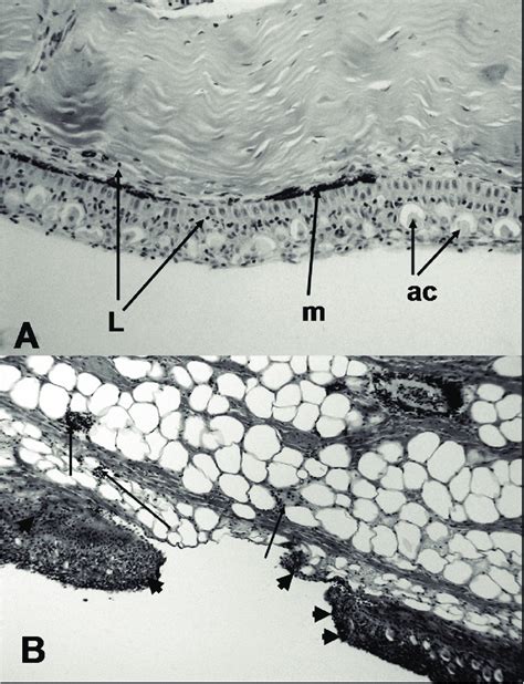 Histological Analysis Of Carp Skin A Skin Sample From A Control