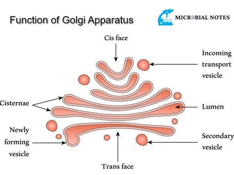 Golgi Apparatus Images The Sorting Of The Proteins From The Golgi