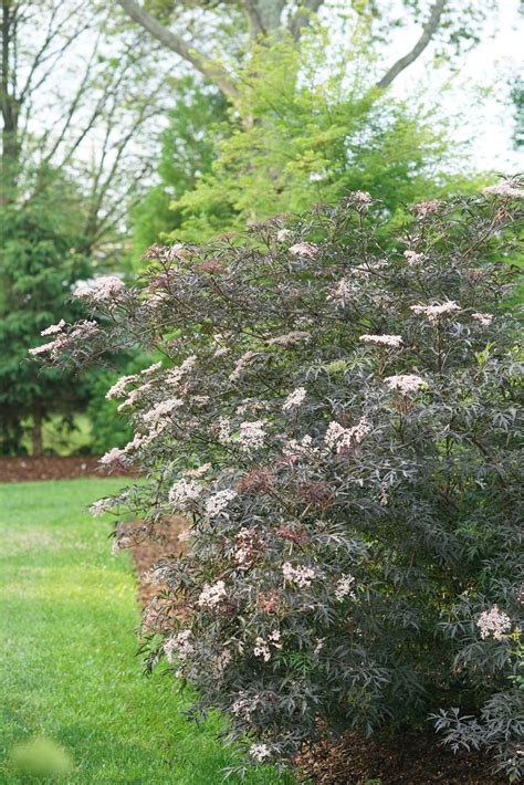Black Lace Elderberry Sambucus