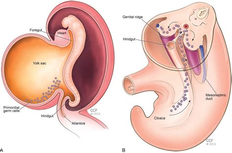 Human Cloaca