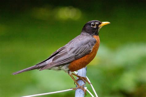 3 Types Of Robins In Texas With Pictures And Identification