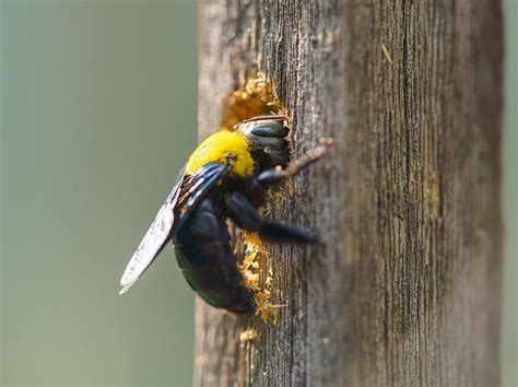 Carpenter Bee Identification Control And Prevention Guide