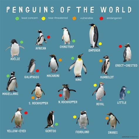 Penguin Species Guide Coolguides