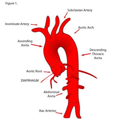 Anatomy Of Ascending Aorta