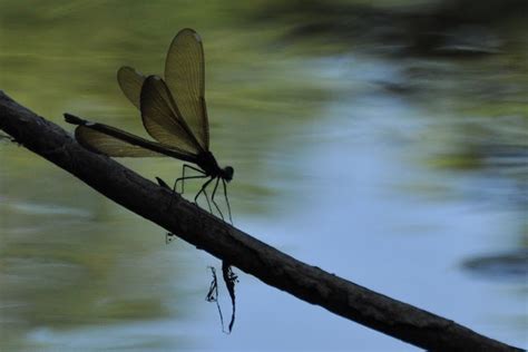 Shell Shock Serenade Nodding Nonsense