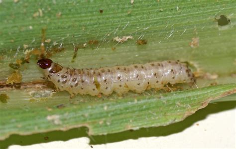 Insect Pests